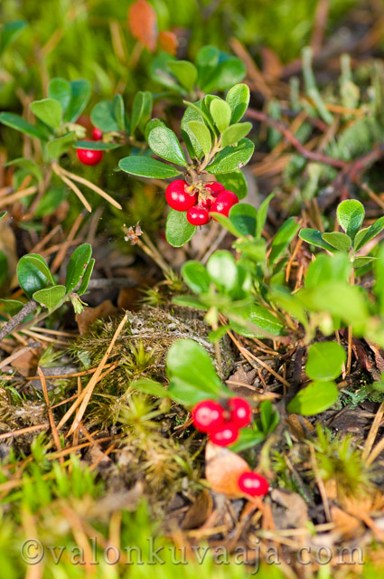 Valokuvia puolukoista - osa 1 | Valonkuvaajan blogi